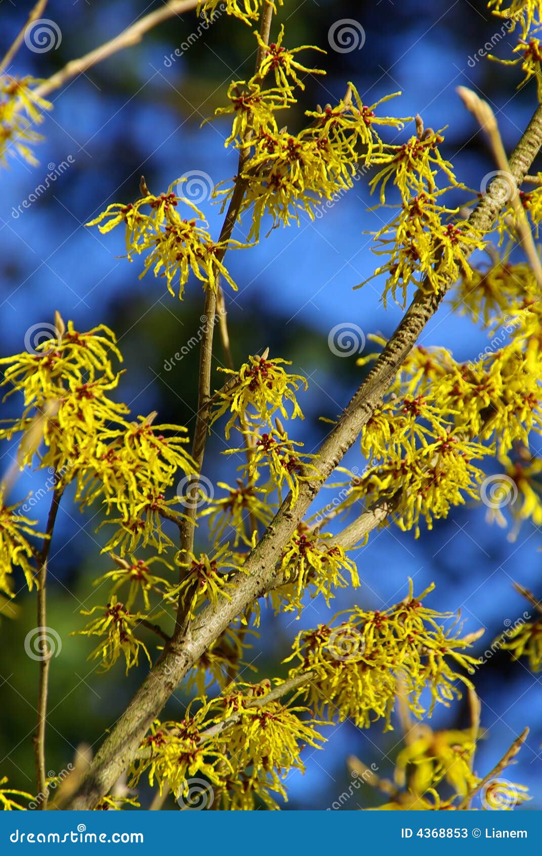 Hamamelis 04 stock image. Image of flowers, medizin, winter - 4368853