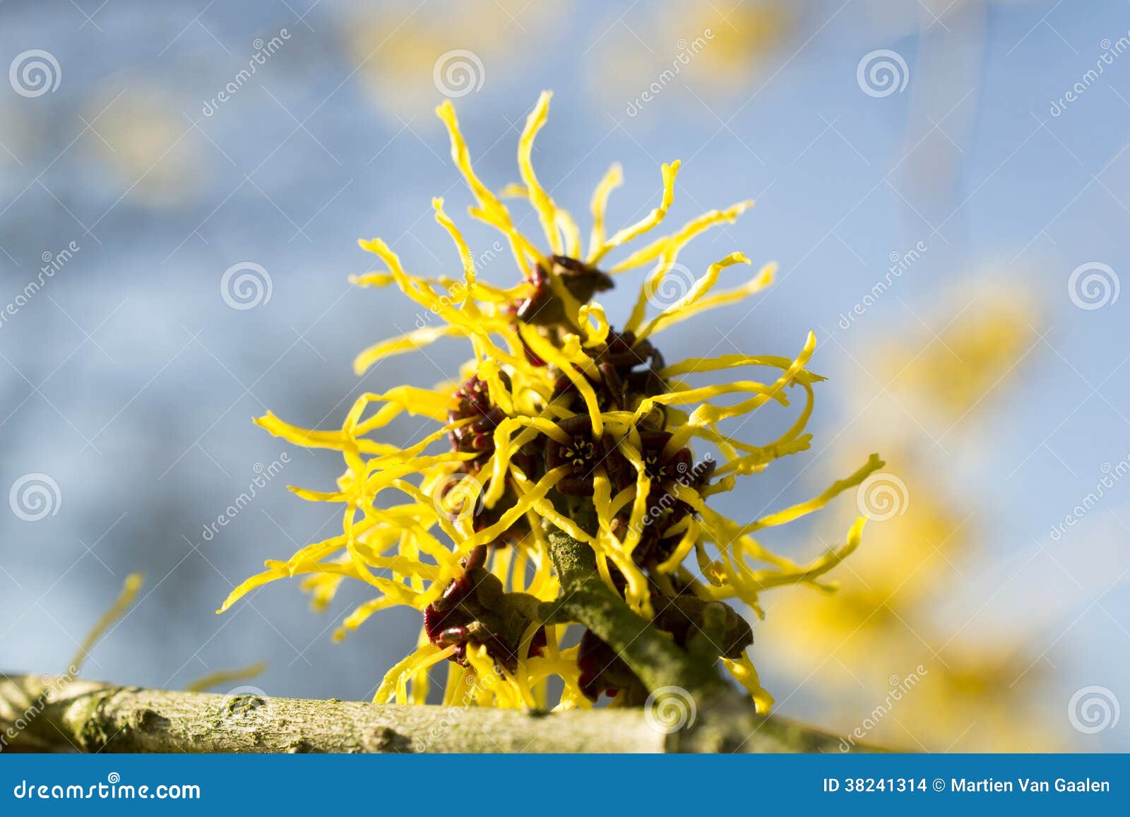 Hamamelis. stock photo. Image of branches, twigs, shrub - 38241314