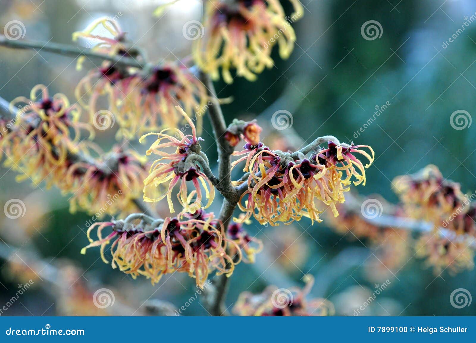 Hamamelis stock photo. Image of spring, petals, medicine - 7899100