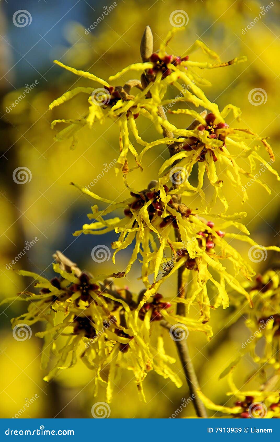 Hamamelis stock image. Image of tree, hamamelis, flowers - 7913939