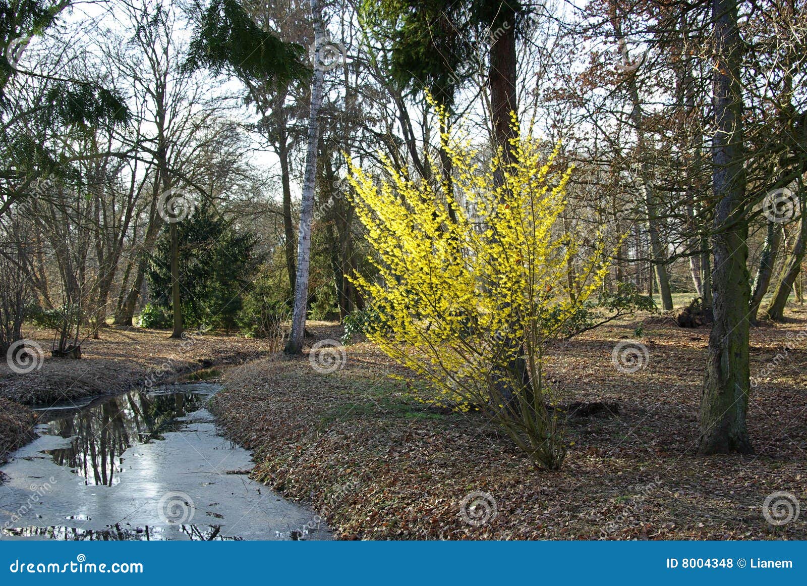 Witch Hazel Nature Background Stock Photography | CartoonDealer.com ...
