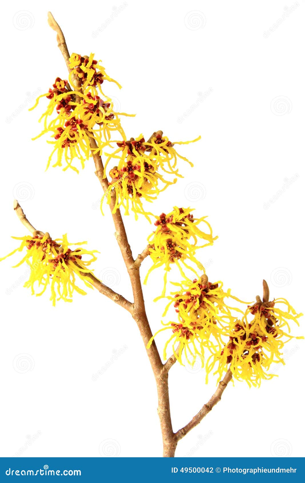 Hamamelis (hamamelis) fotografia stock. Immagine di spazio - 49500042