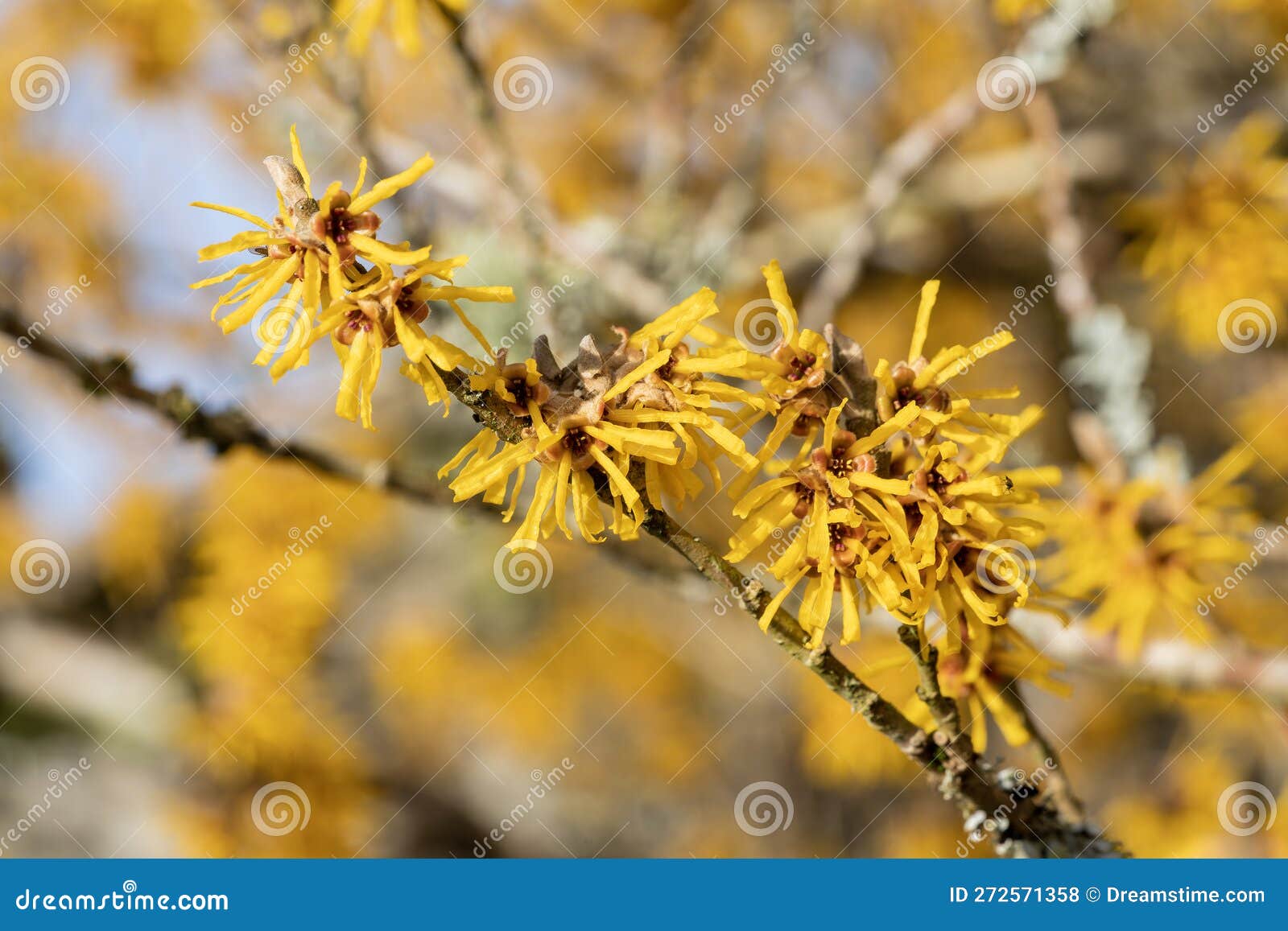 Hamamelis X Intermedia Brevipetala (Witch Hazel Stock Photo - Image of ...