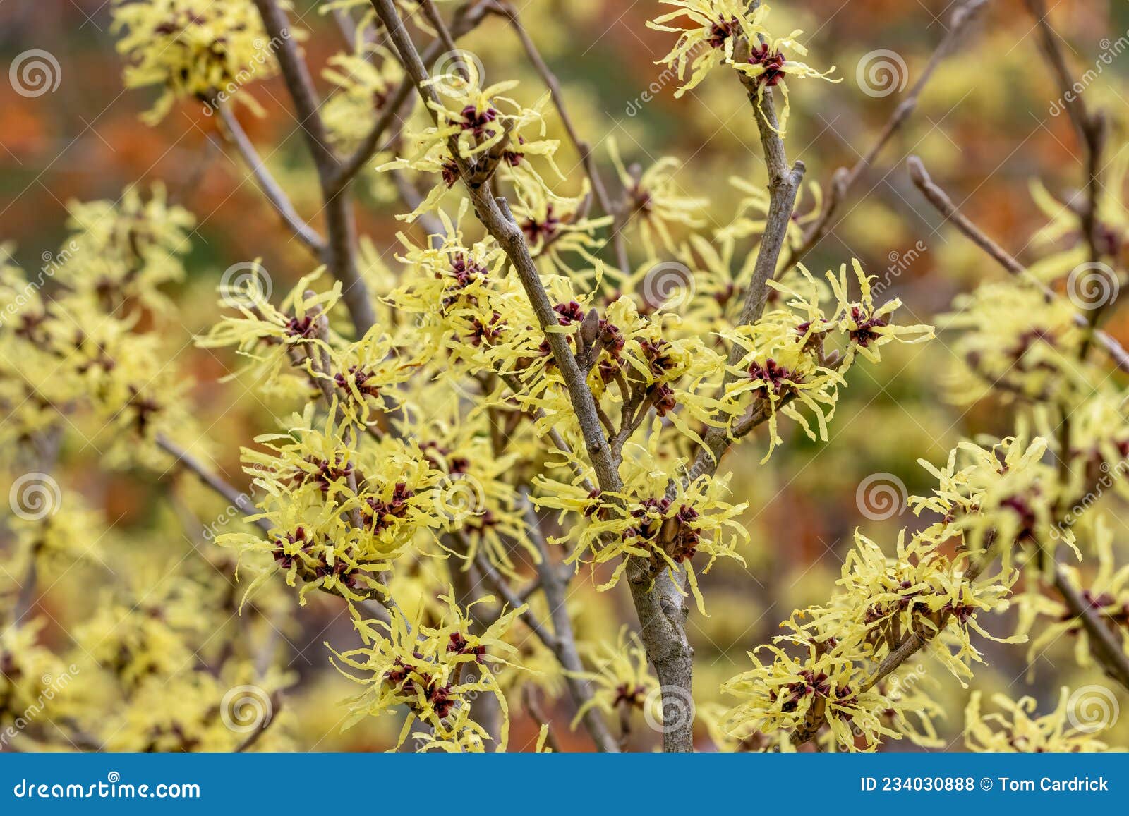 Hamamelis X Intermedia Sunburst Stock Photo - Image of beautiful, plant ...