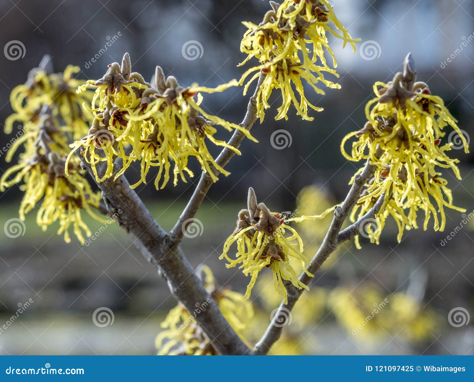 Hamamelis Intermedia, Witch Hazel Stock Image - Image of nature ...
