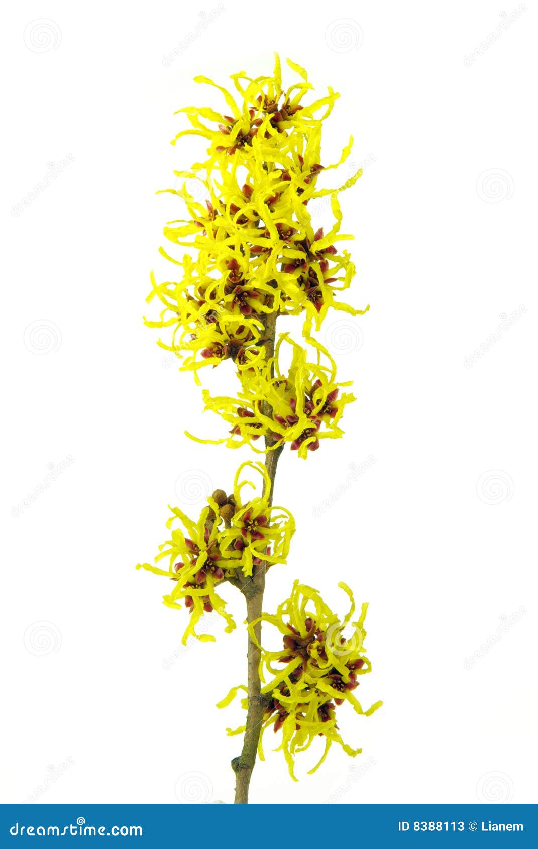 Hamamelis isolated stock image. Image of tree, bloom, branch - 8388113