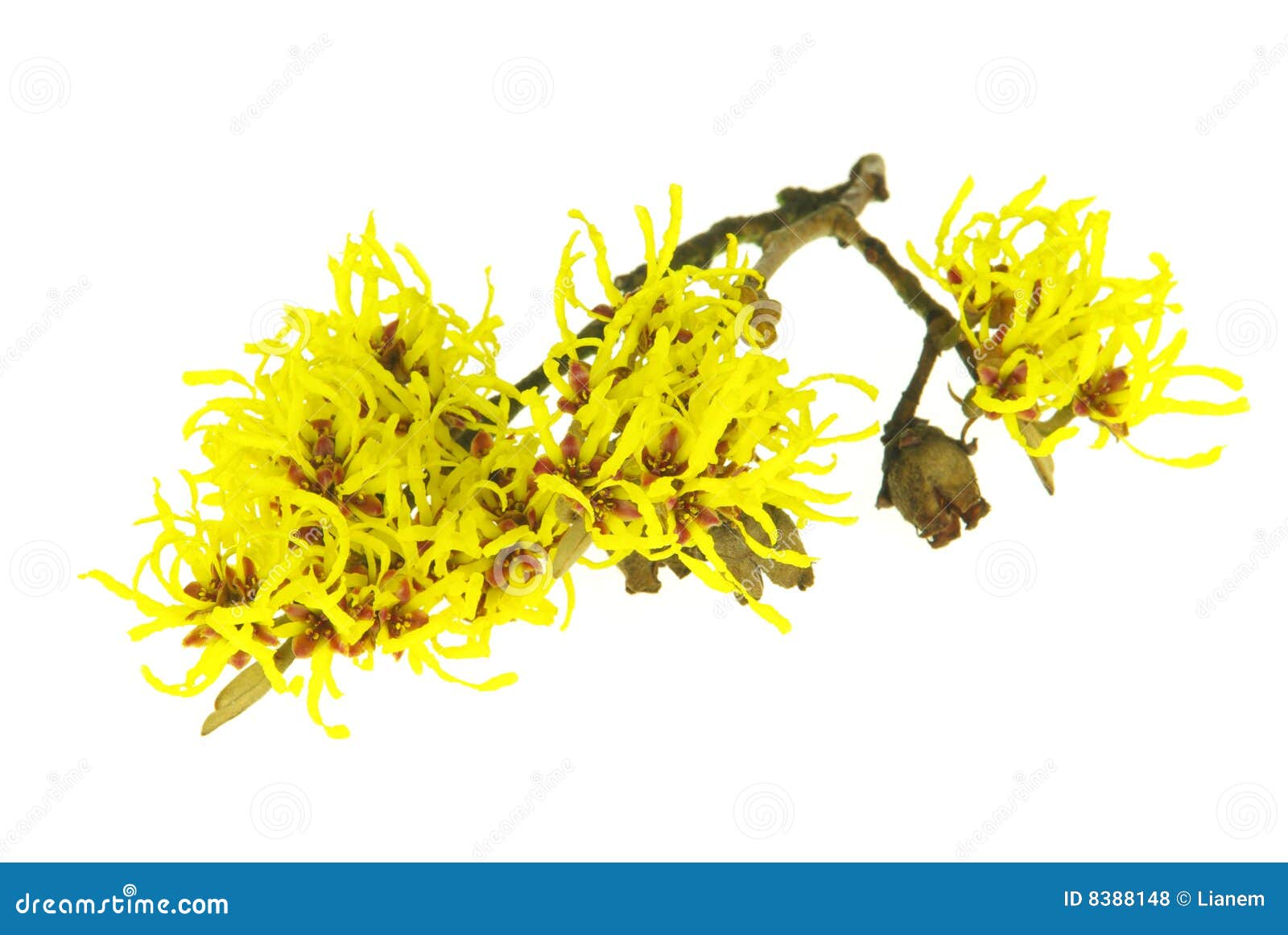 Hamamelis isolated stock photo. Image of spring, hamamelis - 8388148