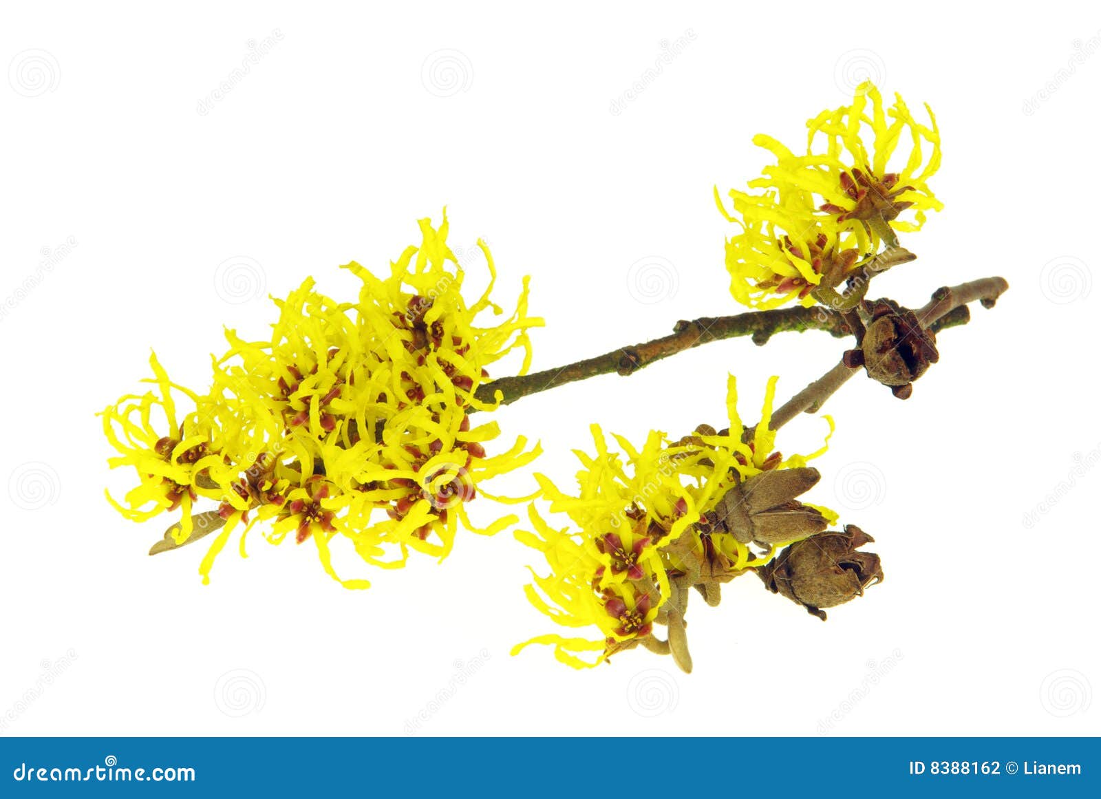 Hamamelis isolated stock photo. Image of twig, spring - 8388162
