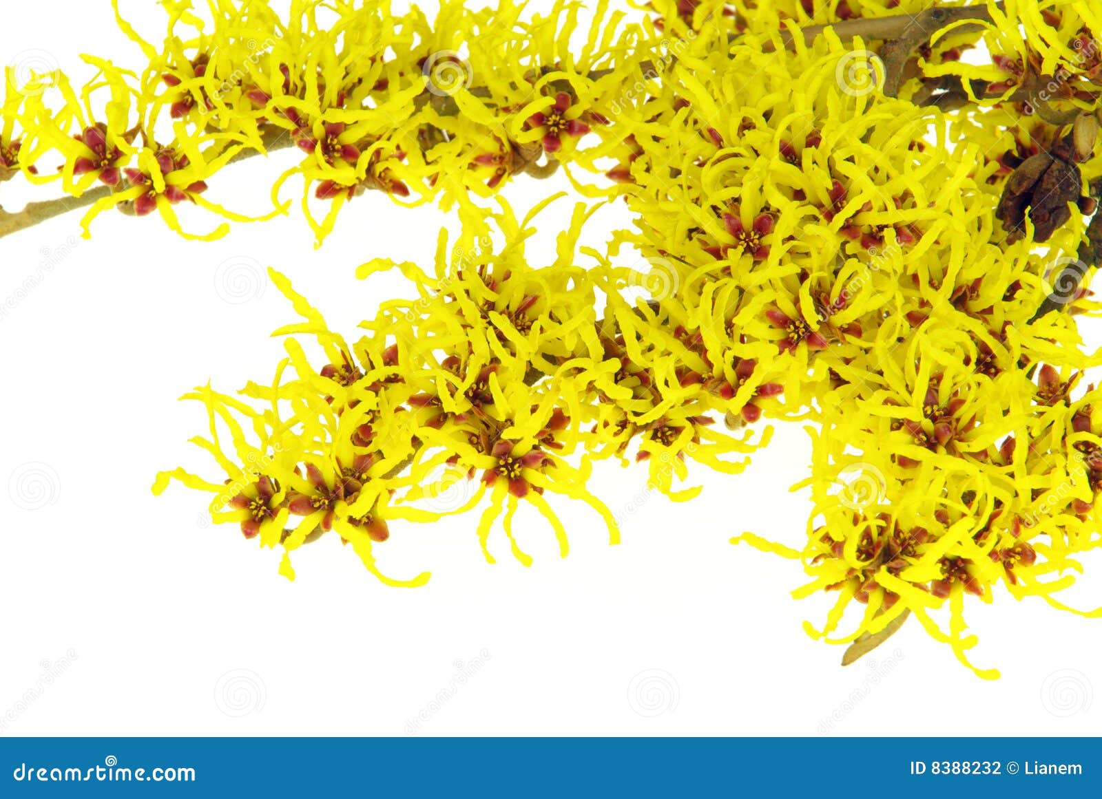 Hamamelis isolated stock photo. Image of witchhazel, winter - 8388232