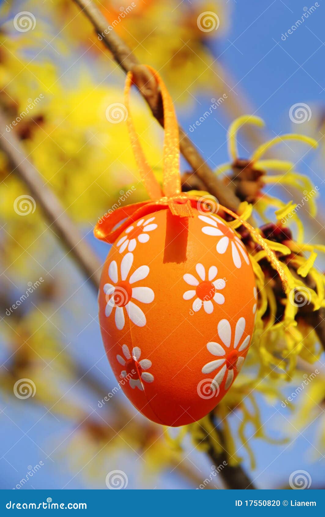 Hamamelis Shrub in Easter Time Stock Photo - Image of witchhazel, hazel ...
