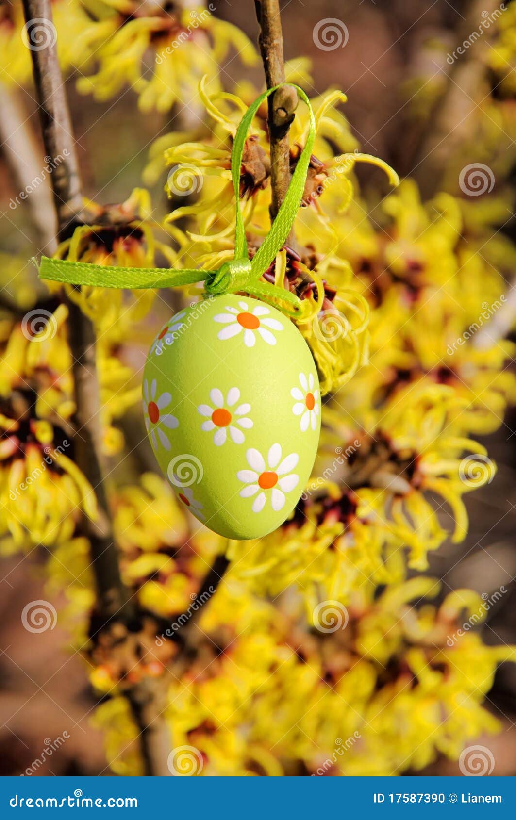 Hamamelis Shrub in Easter Time Stock Photo - Image of green, spring ...