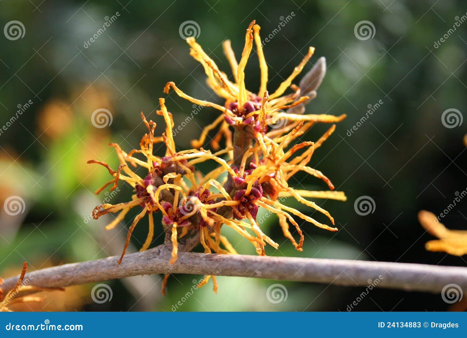 Hamamelis Witch Hazel Flower March UK Stock Image - Image of bush ...