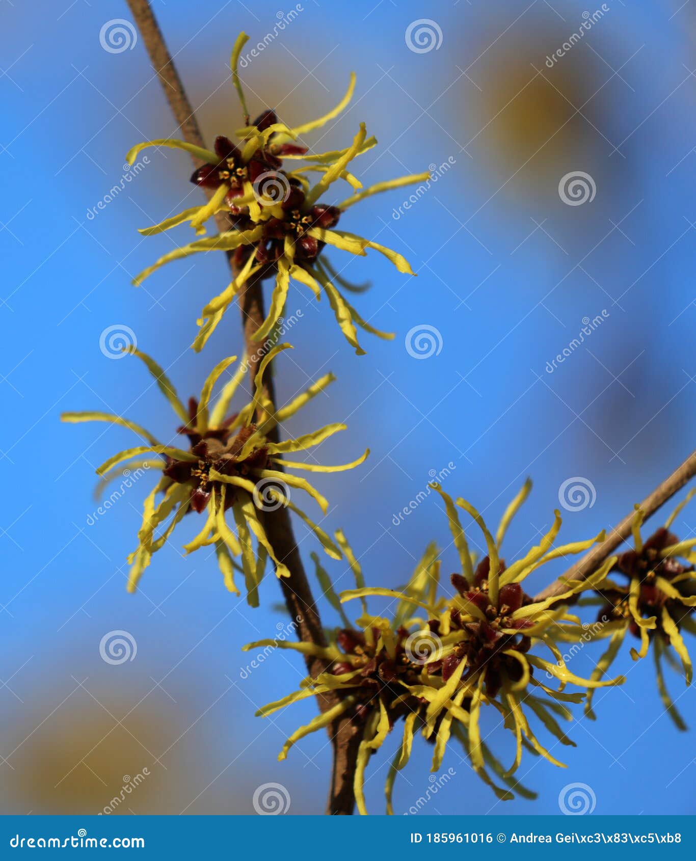 Hamamelis stock photo. Image of drive, inflammatory - 185961016