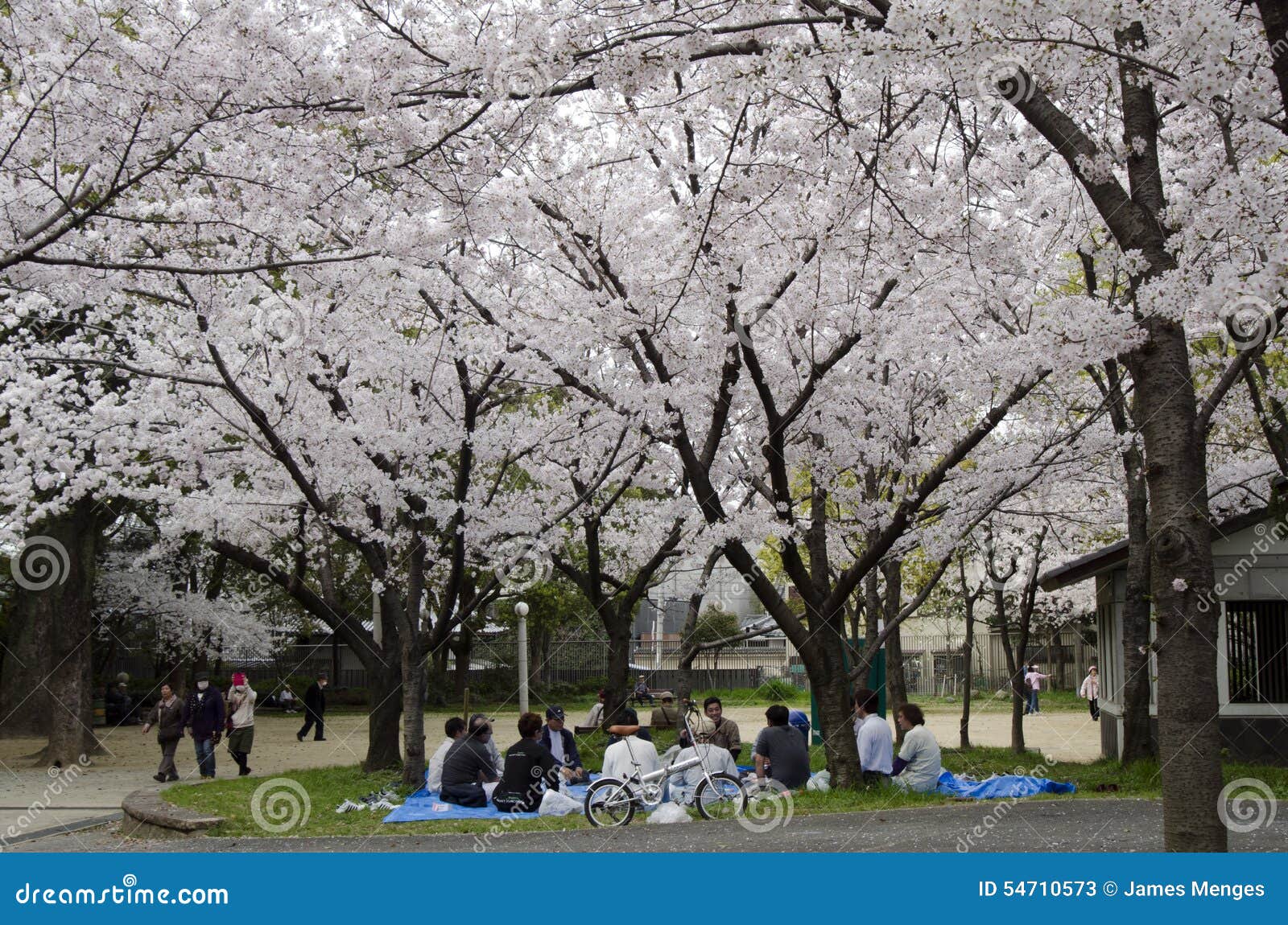 Hamani picnic - Sakura editorial stock photo. Image of picnic - 54710573