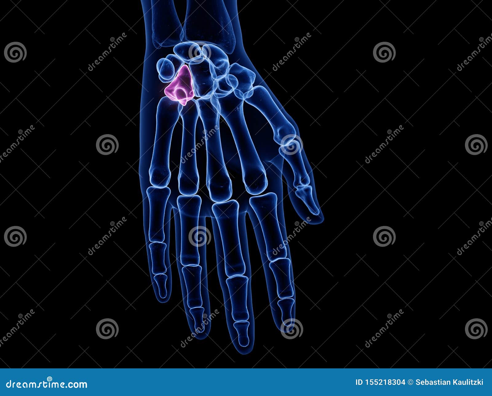 The hamate bone stock illustration. Illustration of body - 155218304