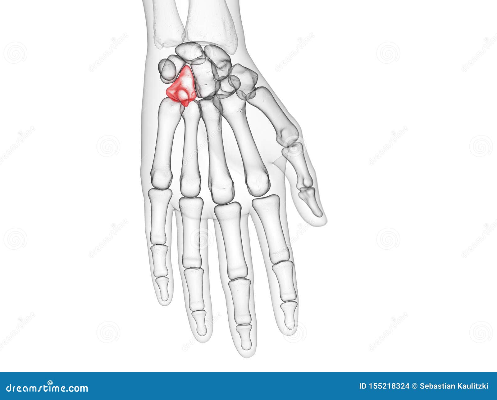 The hamate bone stock illustration. Illustration of biology - 155218324