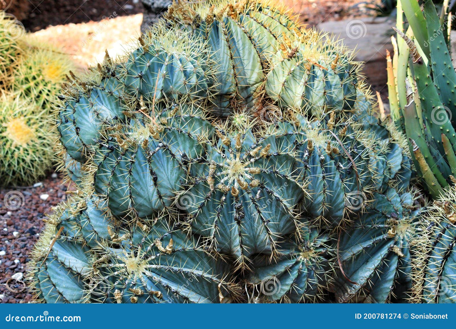 Hamatocactus Setispinus Cactus Plant in the Garden Stock Photo - Image ...