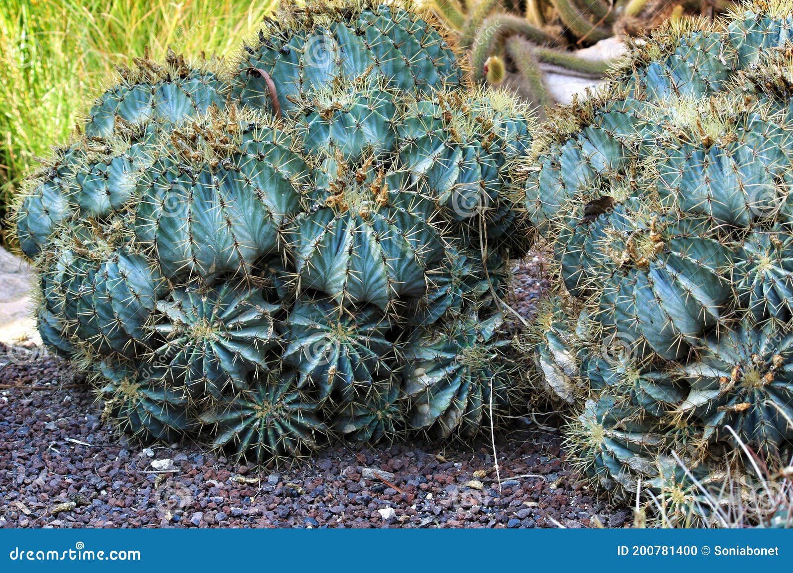 Hamatocactus Setispinus Cactus Plant in the Garden Stock Photo - Image ...