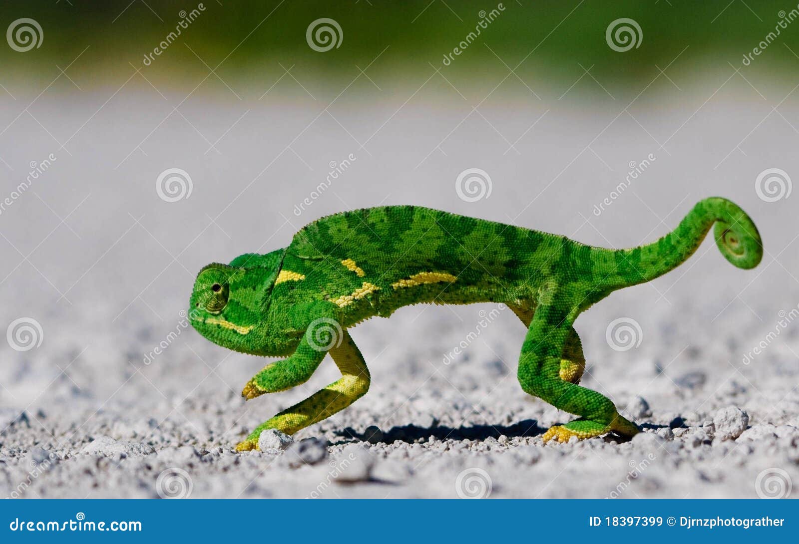 Hameleon stockbild. Bild von farben, jäger, eidechse - 18397399