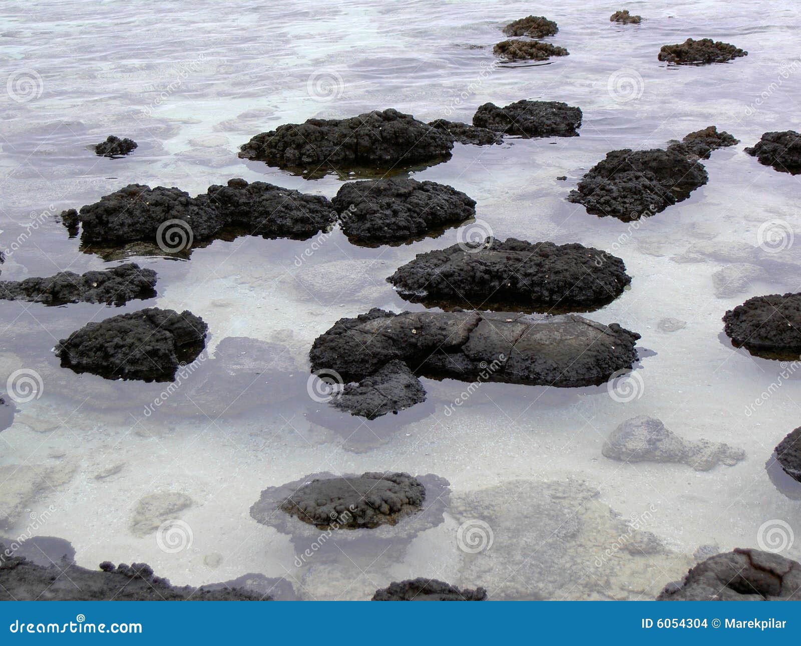 Hamelin Pool stock photo. Image of stone, australia, stromatolites ...