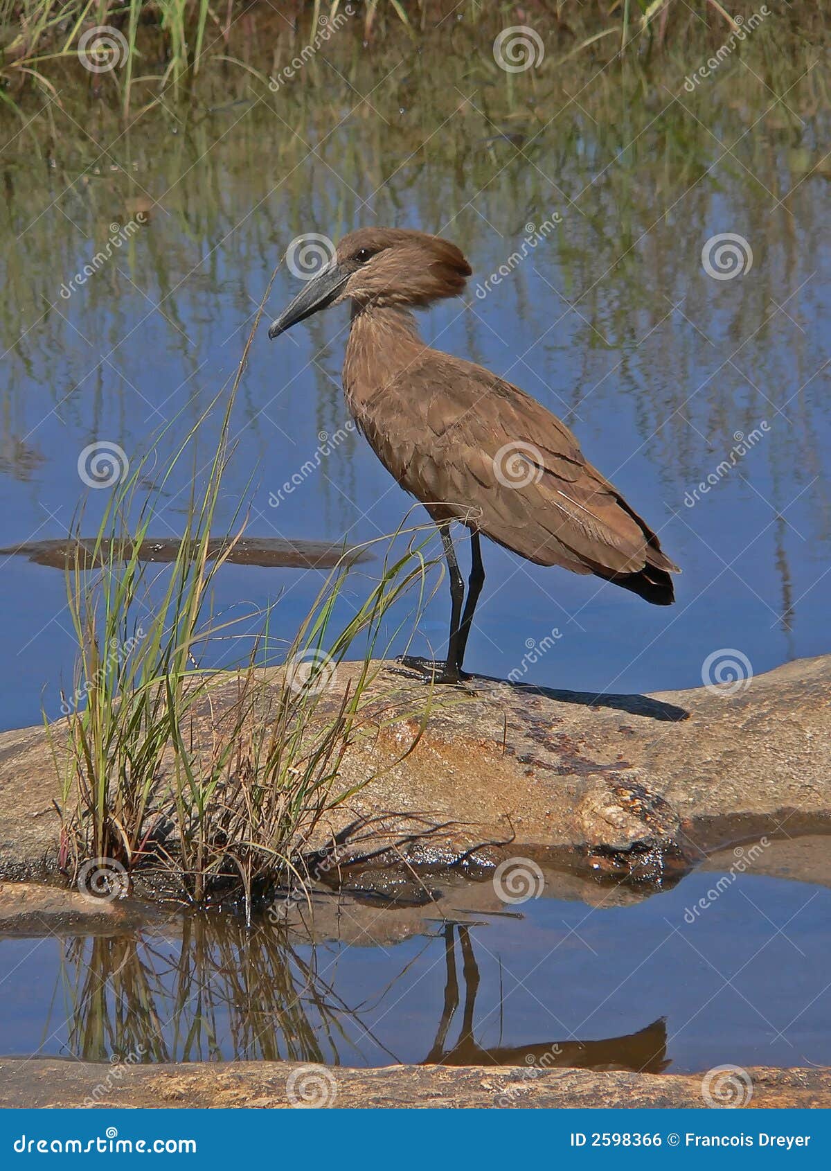 Hamerkop stock photo. Image of skukuza, nature, feather - 2598366