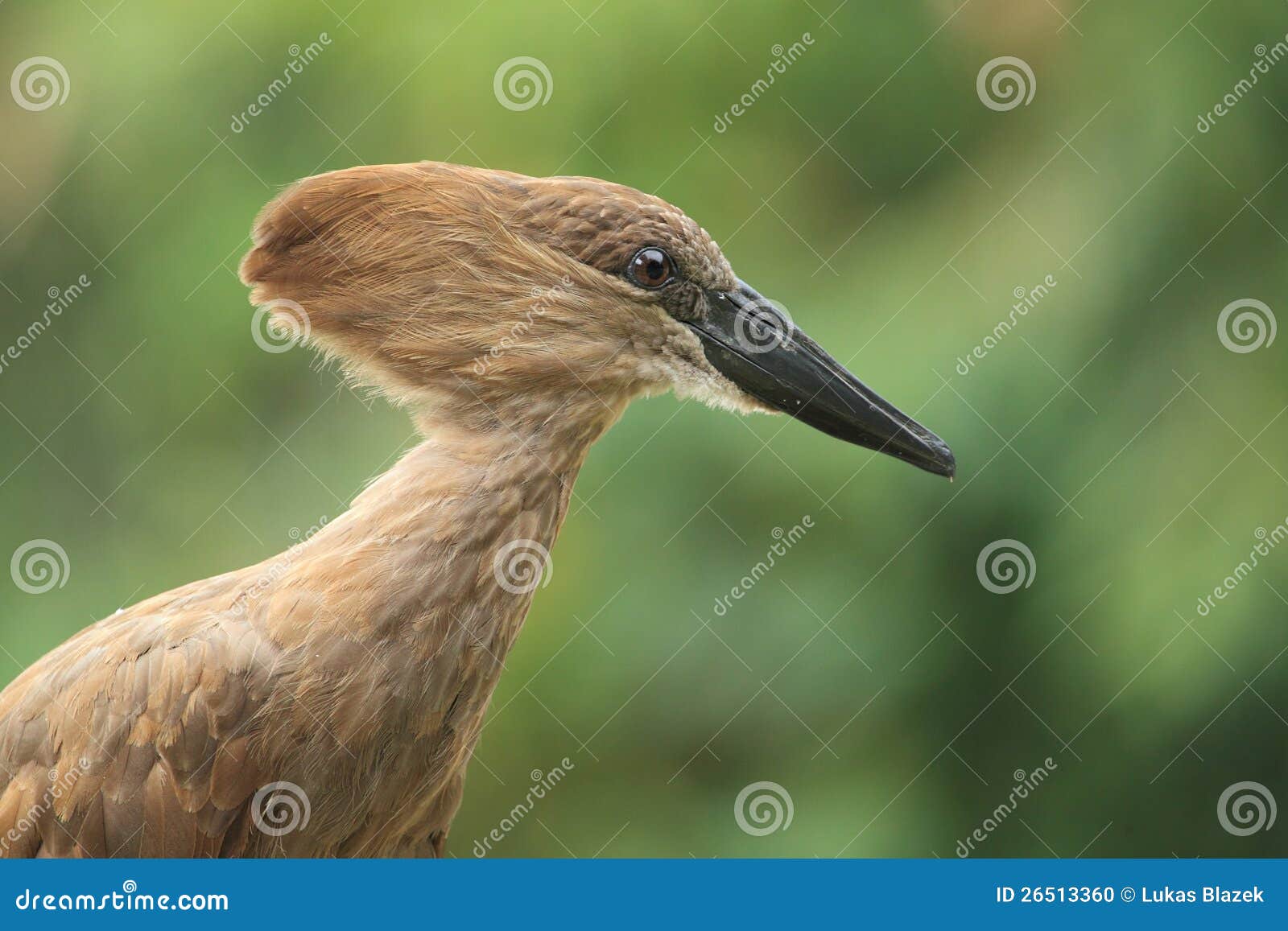 Hamerkop stock photo. Image of wading, body, umbrette - 26513360