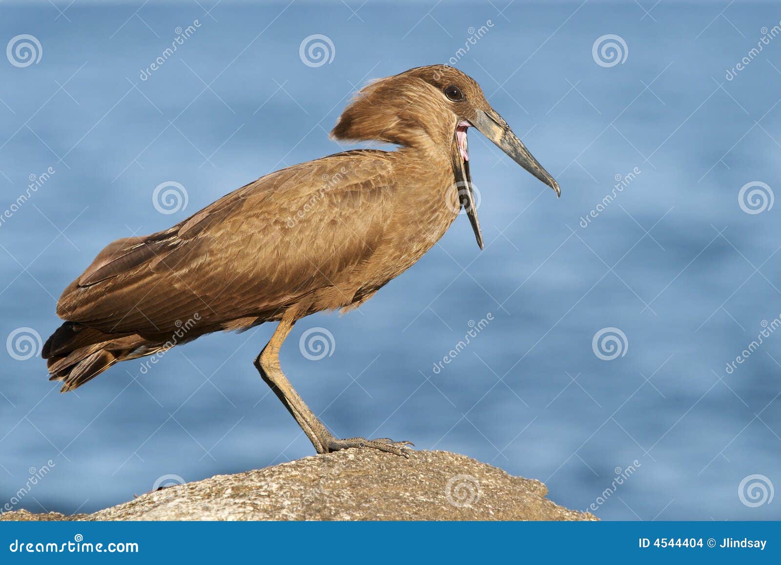 Hamerkop Al Lado Del Lago Malawi Foto de archivo - Imagen de abierto ...