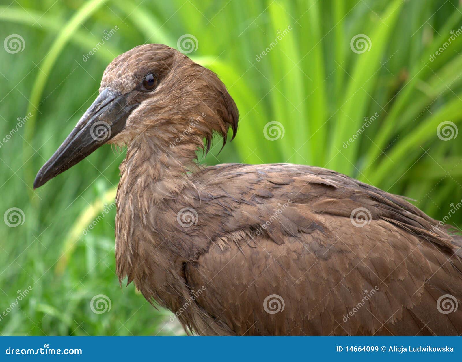 Hamerkop bird stock image. Image of grass, umbretta, feathers - 14664099