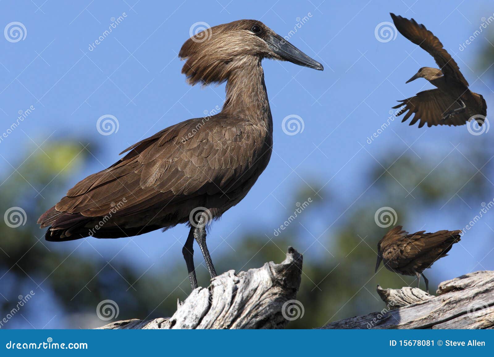 Hamerkop - Botswana stock image. Image of chobe, wild - 15678081