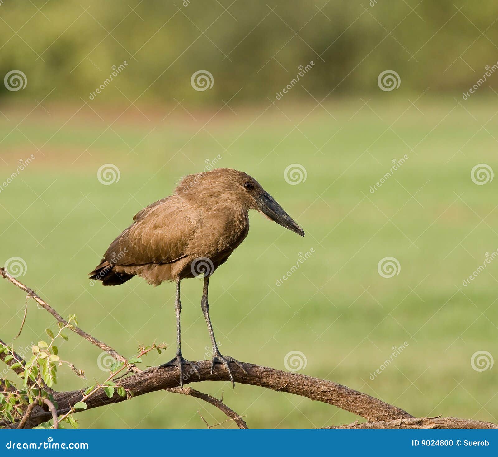 Hamerkop by the Gambia River Stock Photo - Image of long, beak: 9024800
