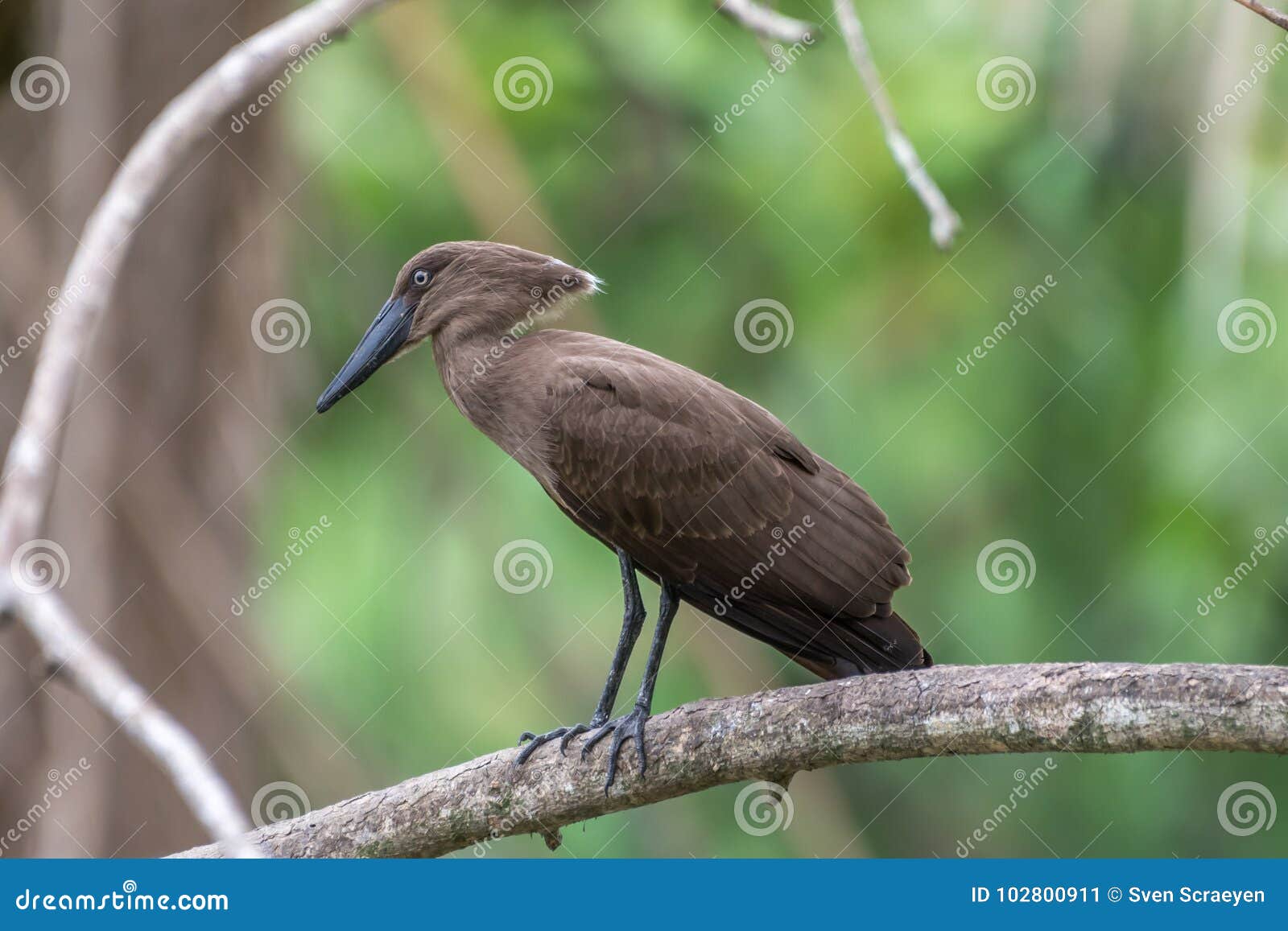 Hamerkop stock image. Image of wild, hammerhead, birds - 102800911