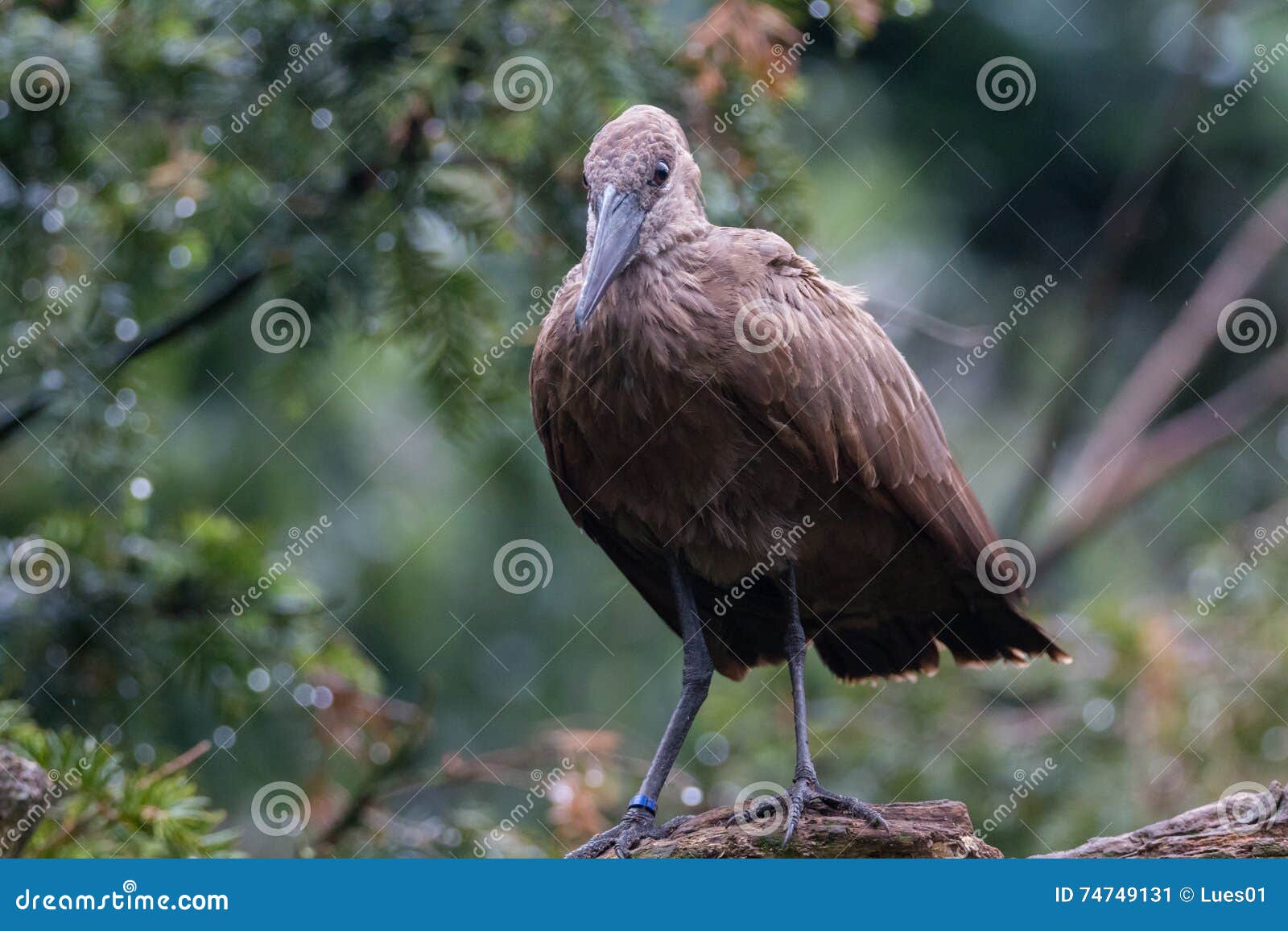 Hamerkop stock image. Image of nature, south, outside - 74749131