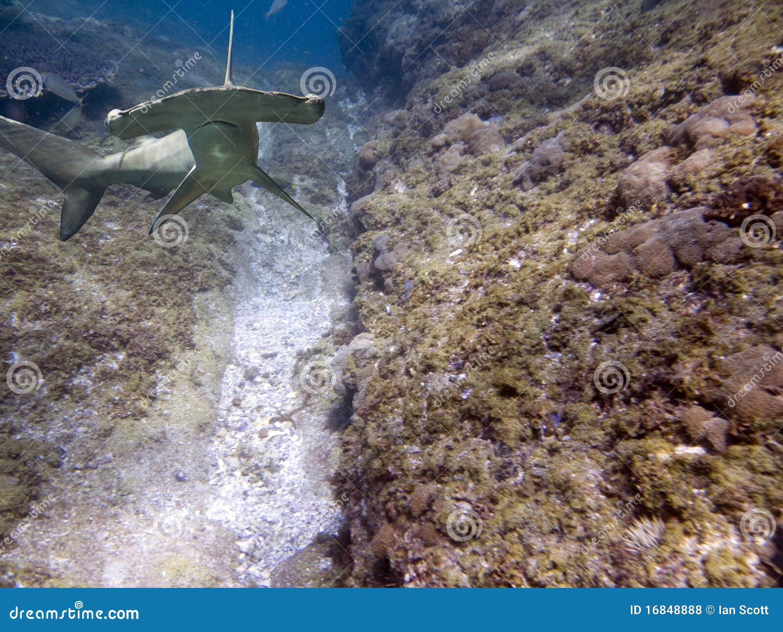 Hamhead stock photo. Image of animal, reef, lewini, ocean - 16848888