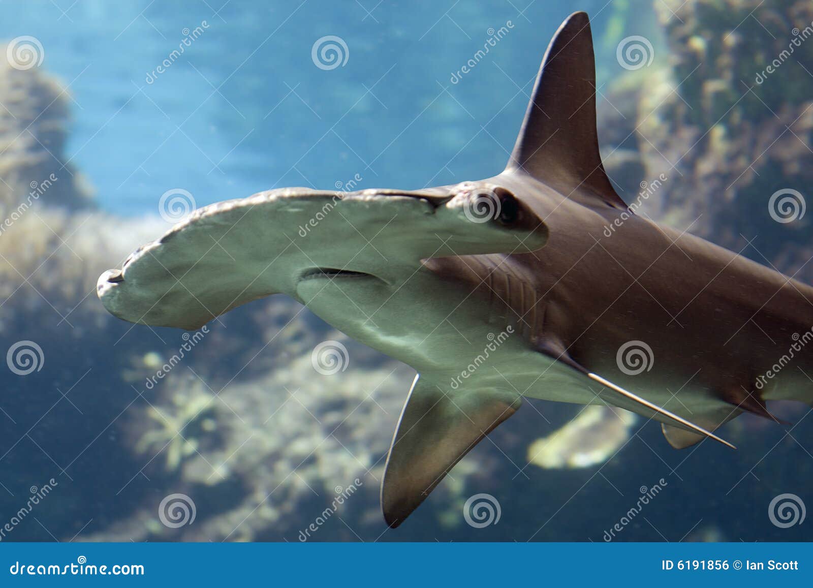 Hamhead stock photo. Image of seascape, sphyrna, australia - 6191856