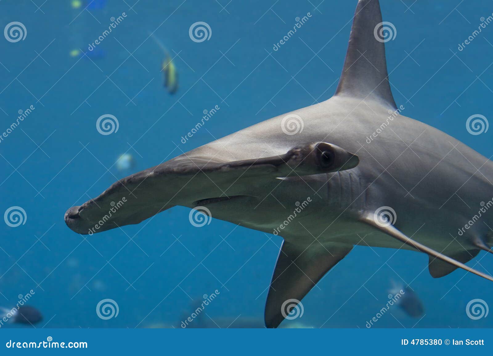 HamHed stock photo. Image of background, head, animal - 4785380