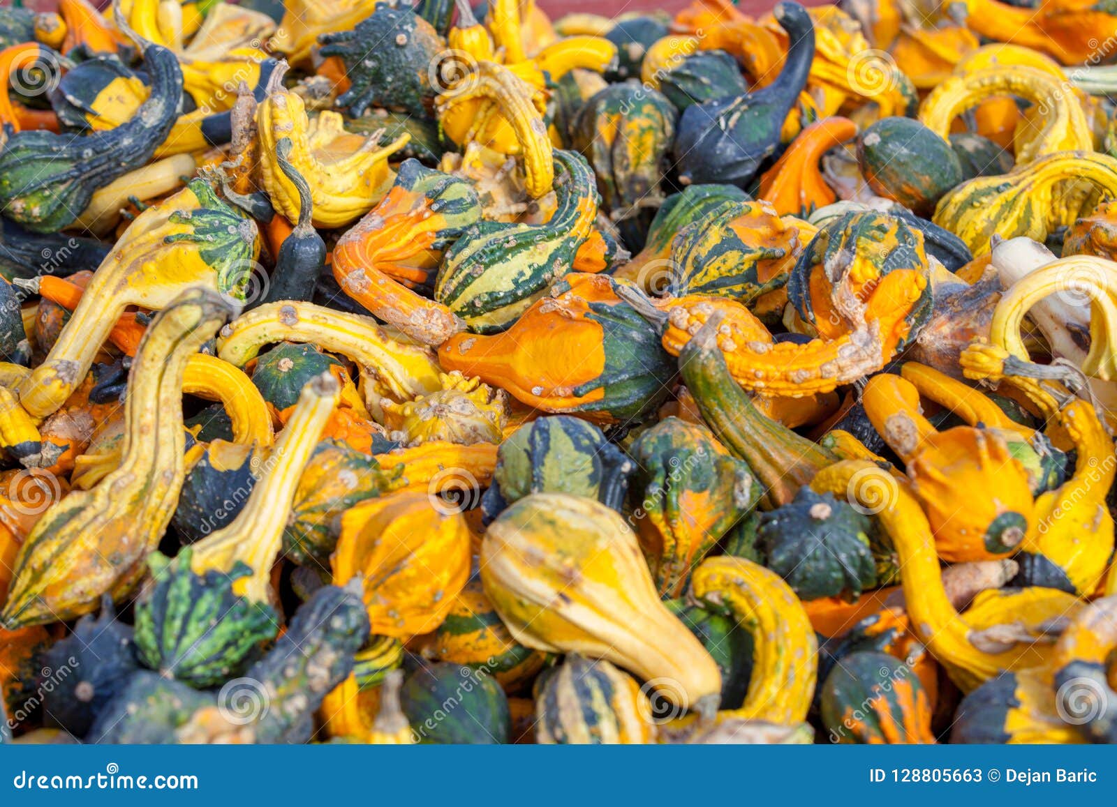 Hamilton, CANADA - October 14, 2018: Pile of Small Marrow Squash Stock ...