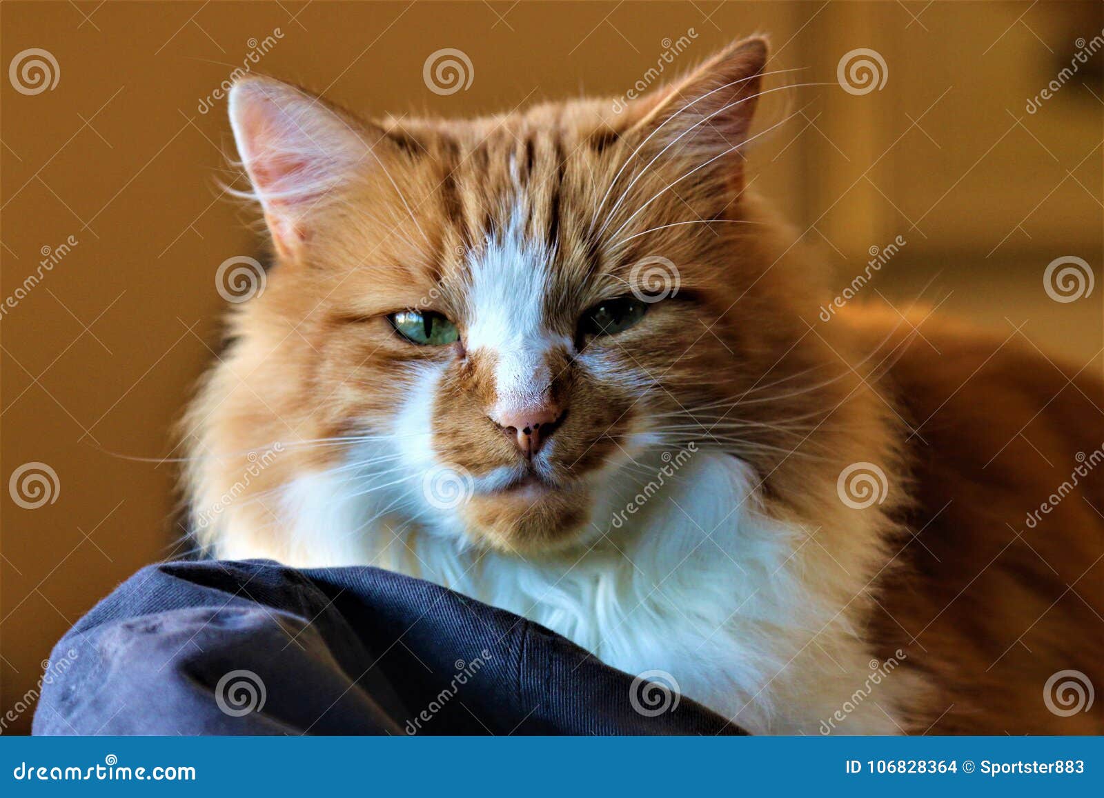 Hamish the Ginger Cat Portrait Stock Photo - Image of sofa, friendly ...
