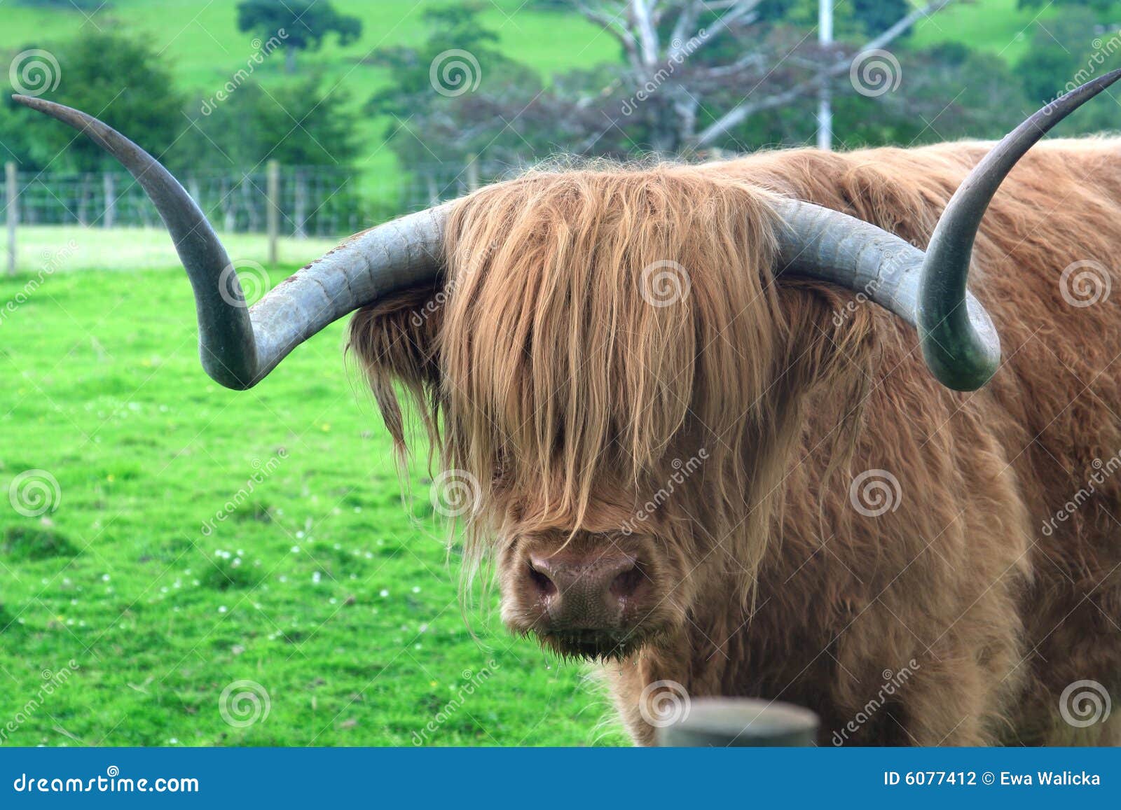 Hamish the Highland bull stock photo. Image of bull, brittish - 6077412