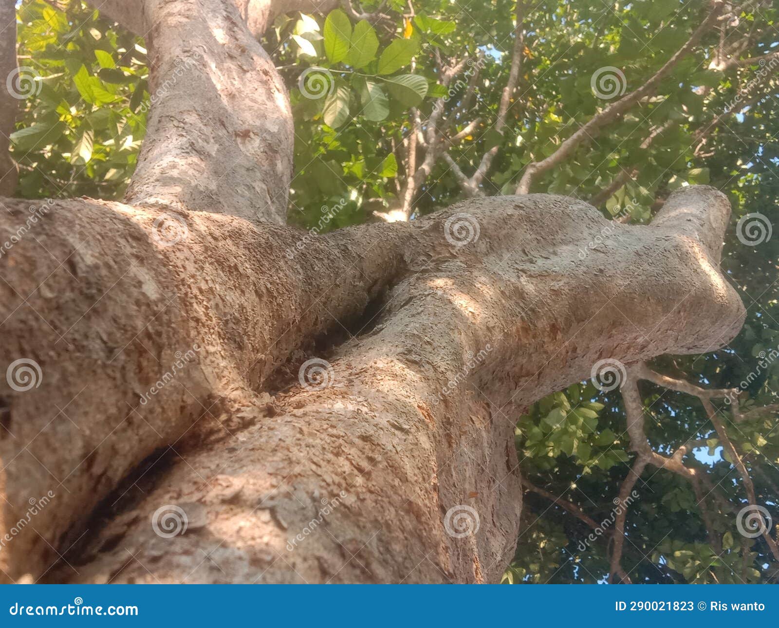 Hamlet tree stock image. Image of tree, hamlet, bigtree - 290021823