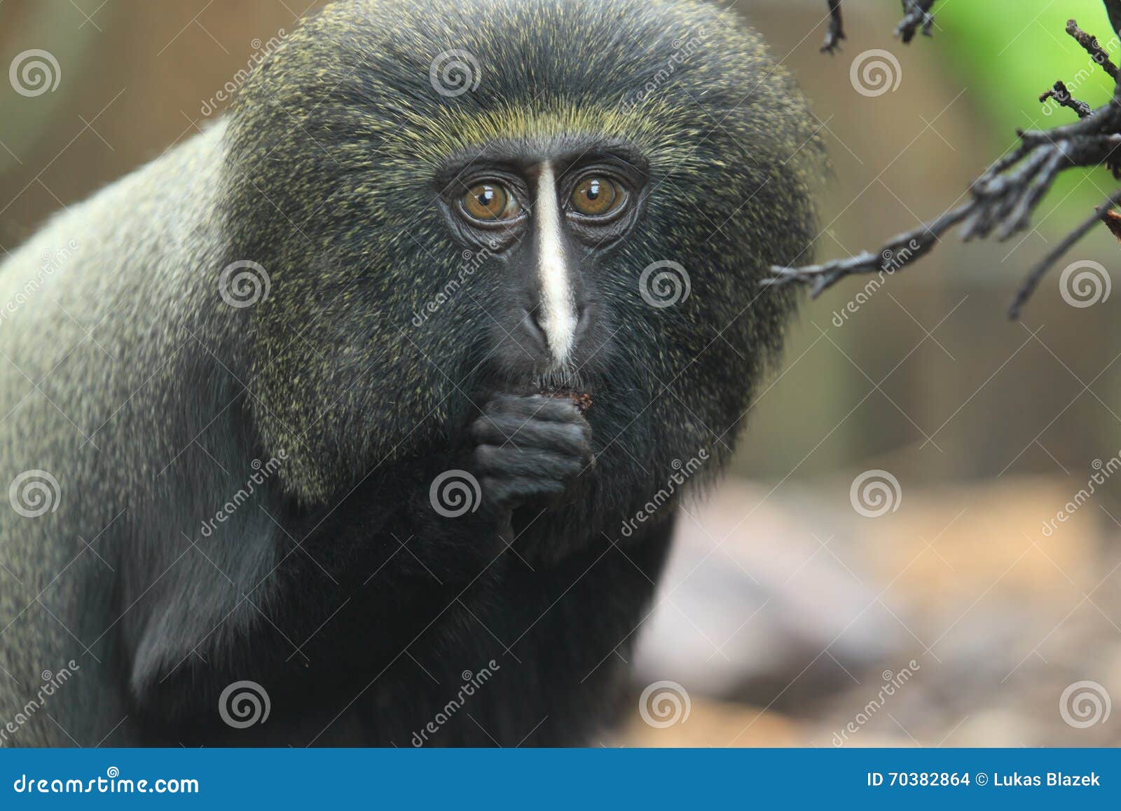 Hamlyn monkey stock photo. Image of faced, cercopithecus - 70382864