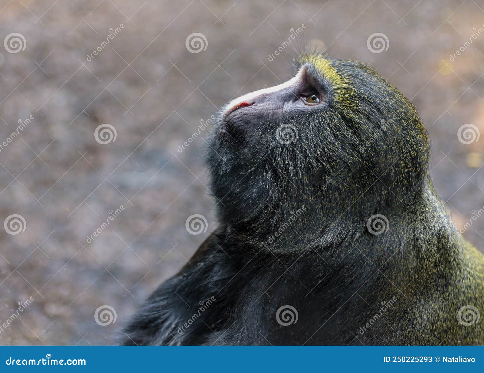 Hamlyn`s Monkey, Cercopithecus Hamlyni, the Owl-faced Monkey Stock ...