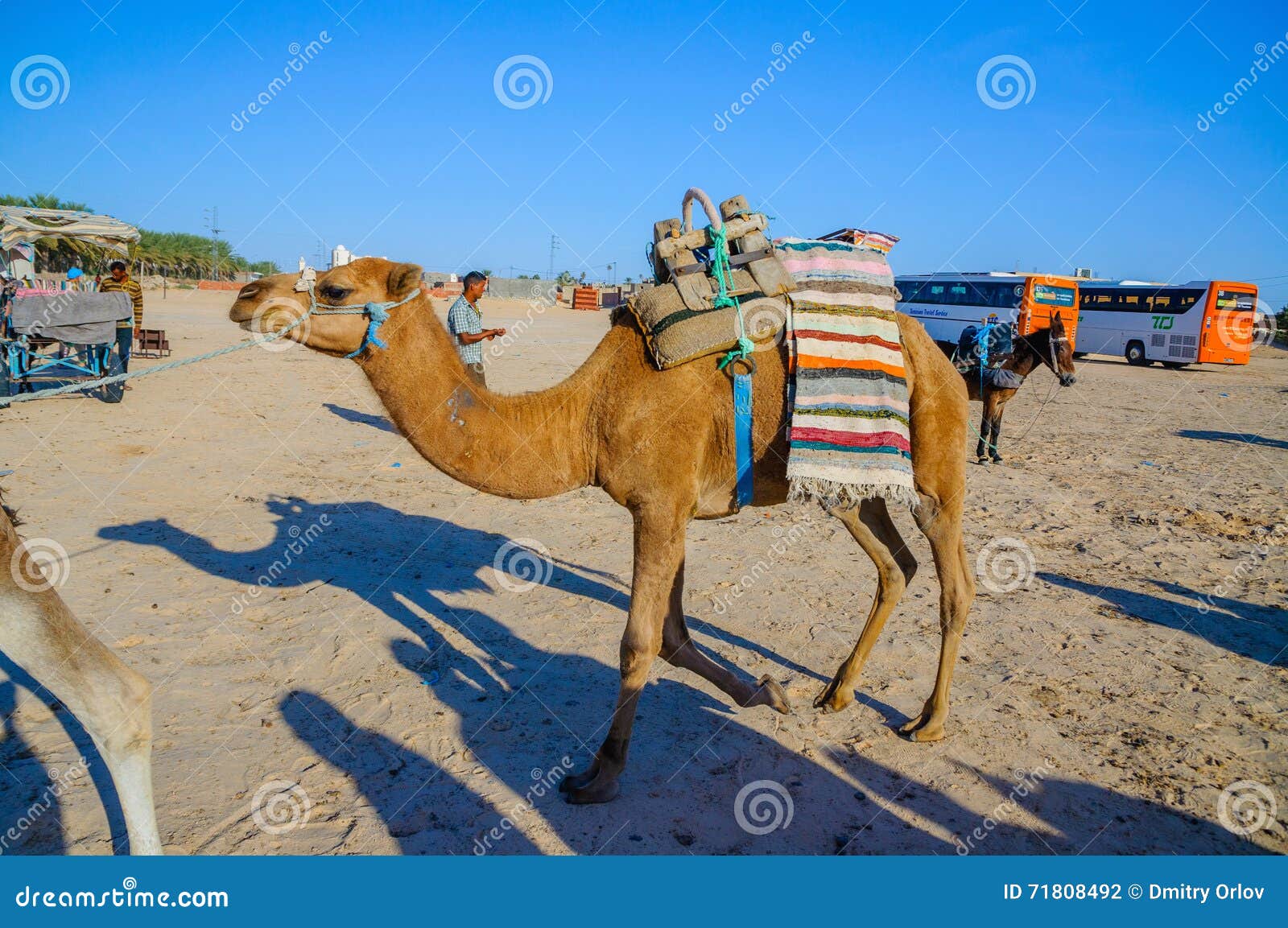 HAMMAMET, TUNISIA - Oct 2014: Dromedary Camel in Sahara Desert on ...