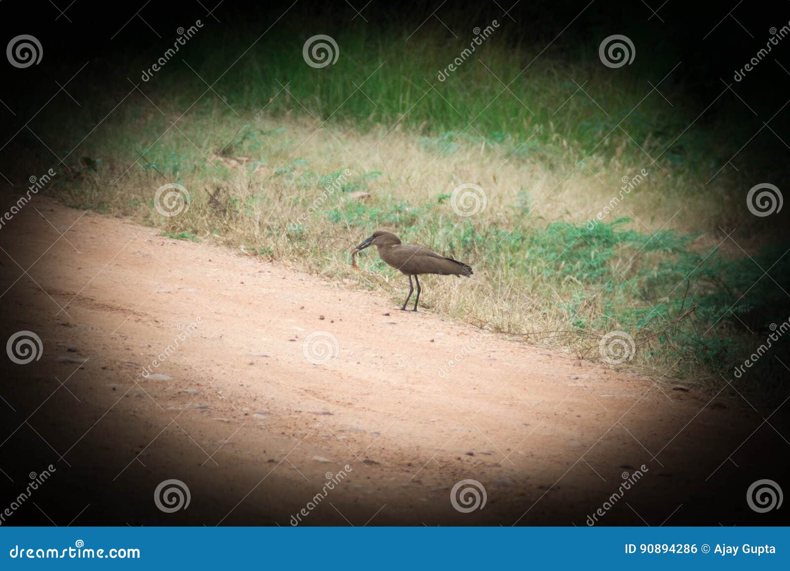 Hammer head bird with frog stock photo. Image of hammerhead - 90894286