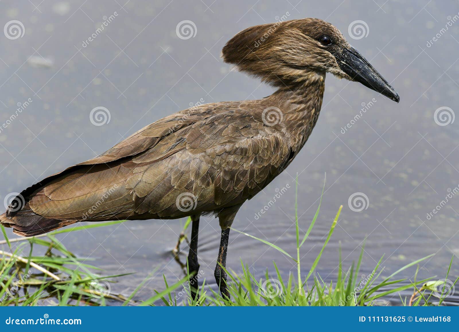 Birds in the Masai Mara stock image. Image of mara, animal - 111131625
