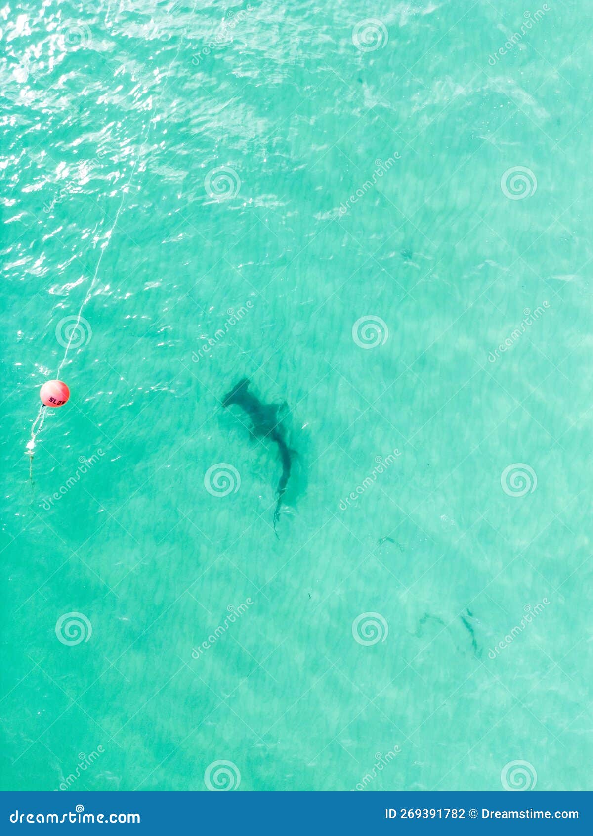 Hammer Head Shark Swimming in Water Stock Photo - Image of aerial ...