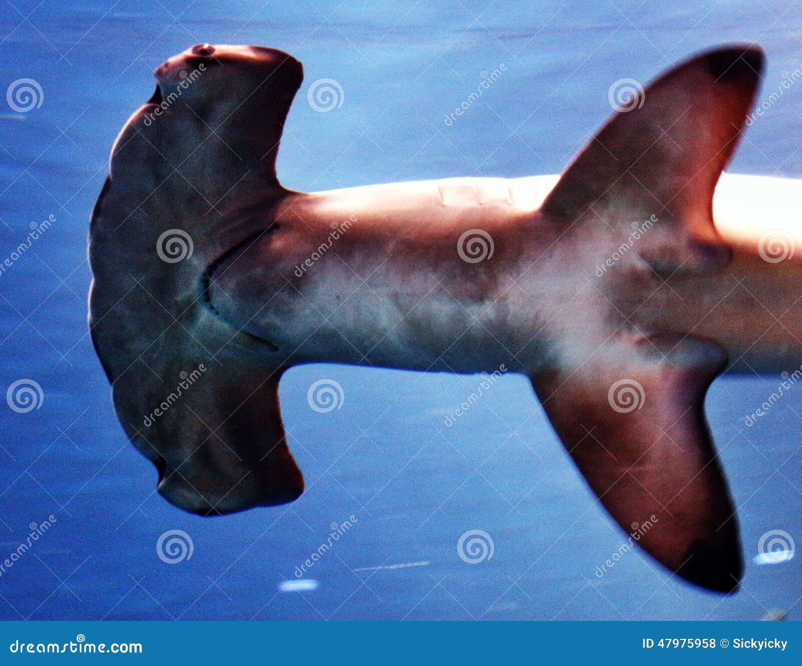 Hammer head stock photo. Image of predator, aquarium - 47975958
