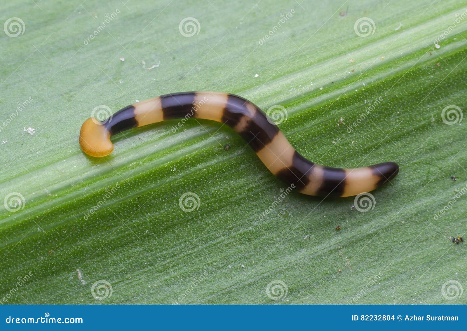 Hammer head worm. stock photo. Image of hammer, leaf - 82232804