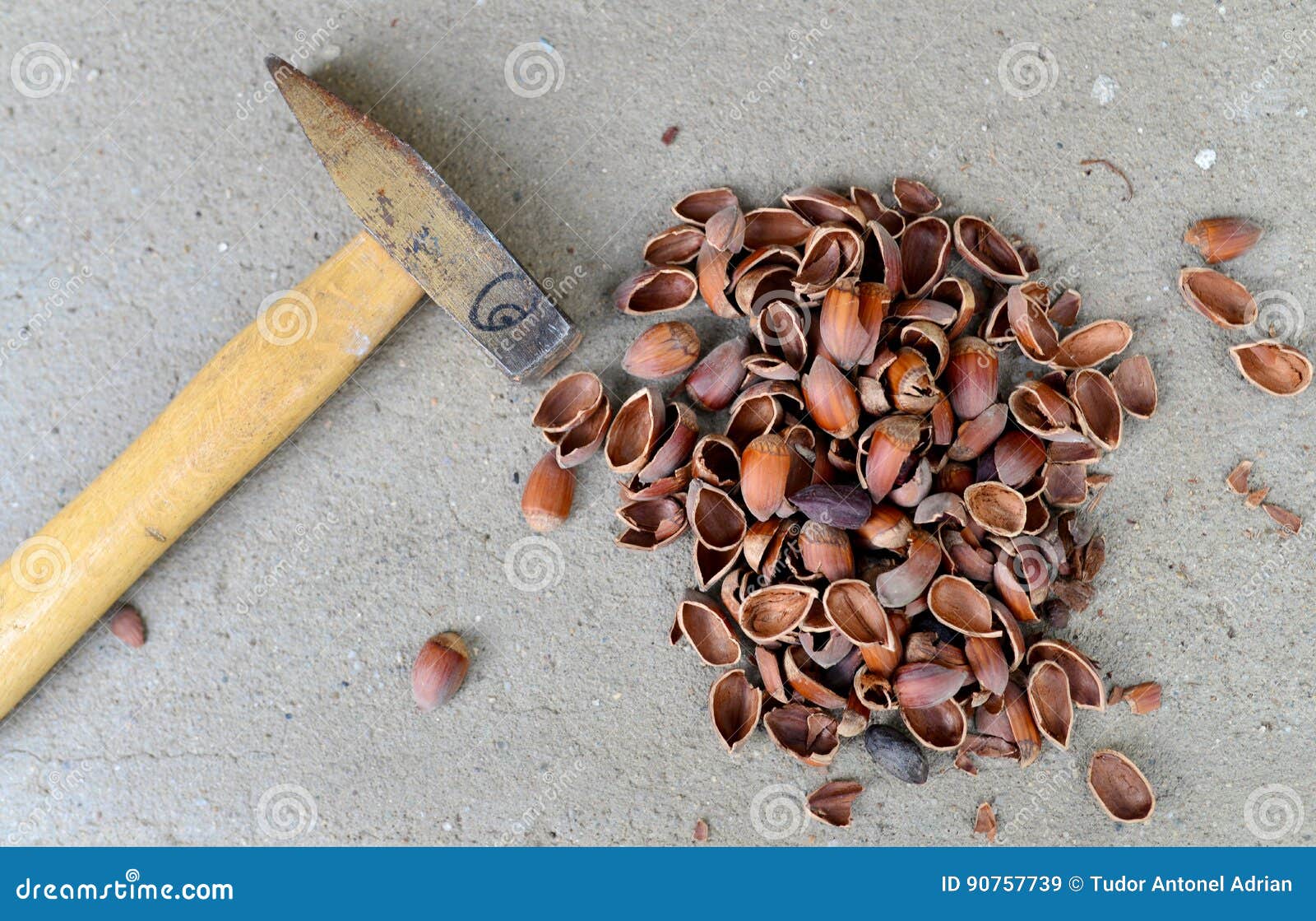 Hammer and nut shells stock image. Image of hazelnuts - 90757739