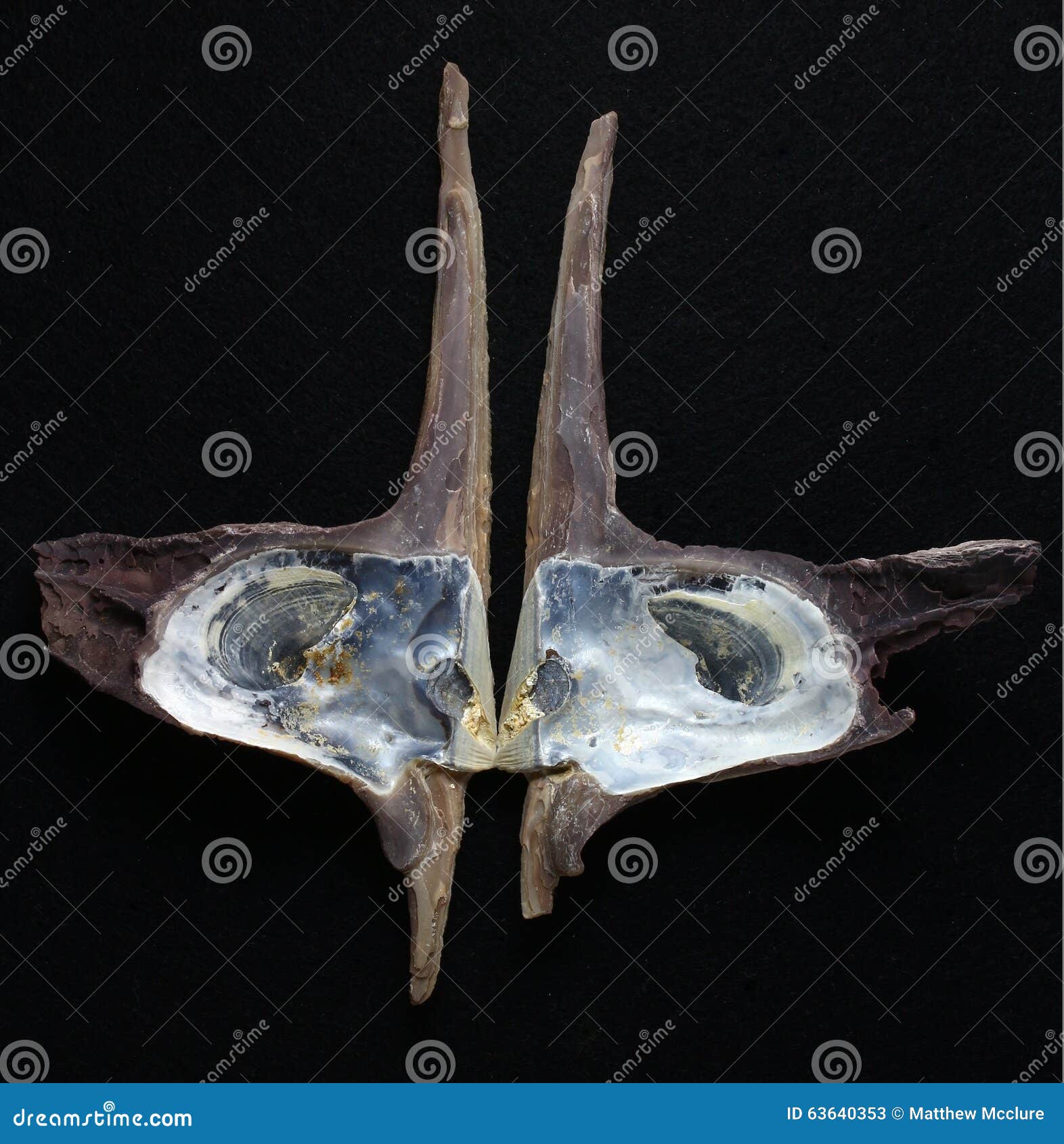 Hammer oyster stock image. Image of malleus, oyster, isolated - 63640353