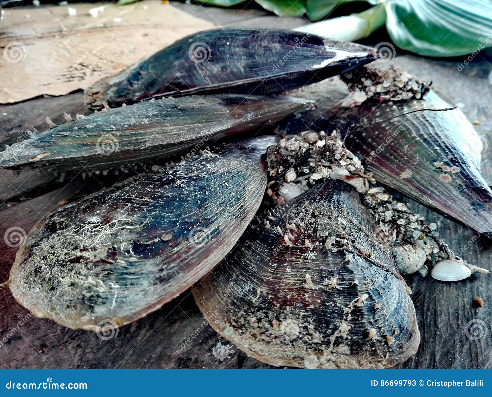 Hammer Shell in Huyamao Beach Resort in Cantilan Stock Image - Image of huyamao, hammer: 86699793